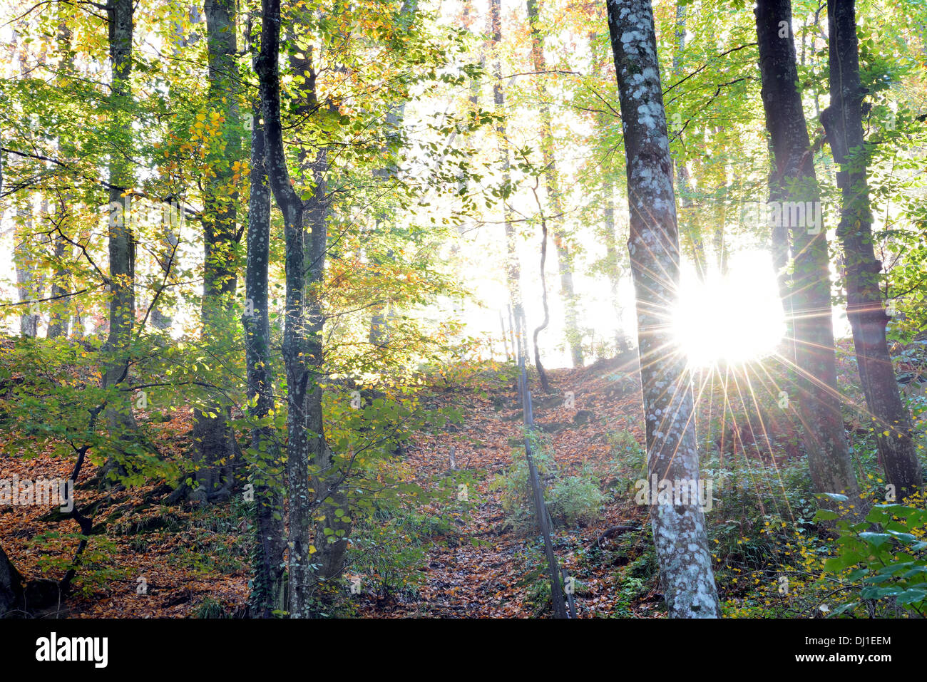Sunlight in autumn hi-res stock photography and images - Alamy