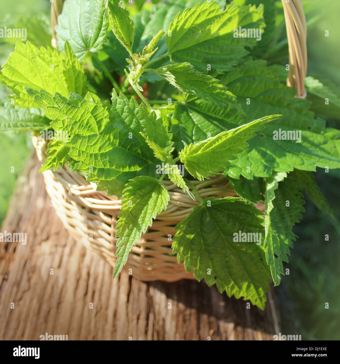 Nettles basket hi-res stock photography and images - Alamy