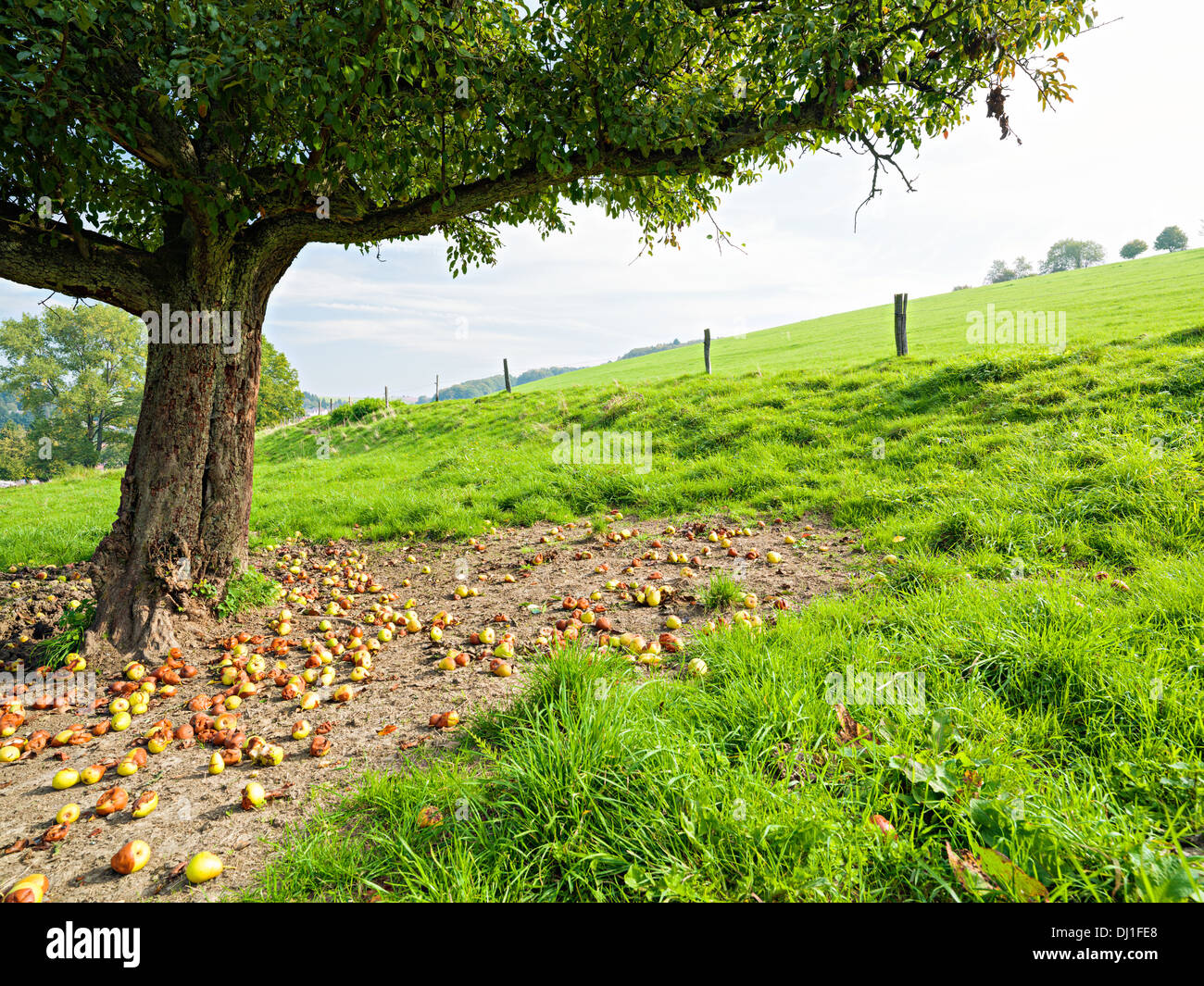apple tree in late september, fruits on the ground Stock Photo - Alamy