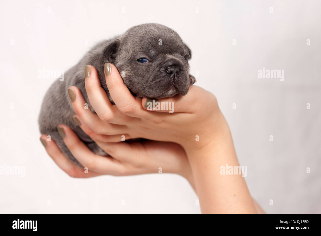 French Bulldog Puppy on hand Studio picture against white background ...