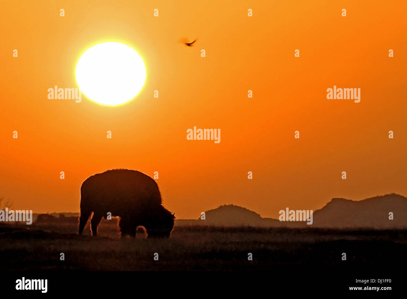 Grazing Bison Bison bison silhouetted at sunset North Dakota USA Stock ...