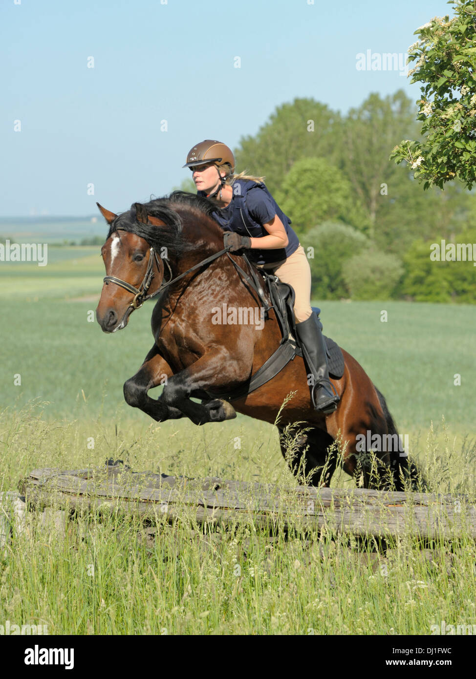 Connemara pony jumping hi-res stock photography and images - Alamy
