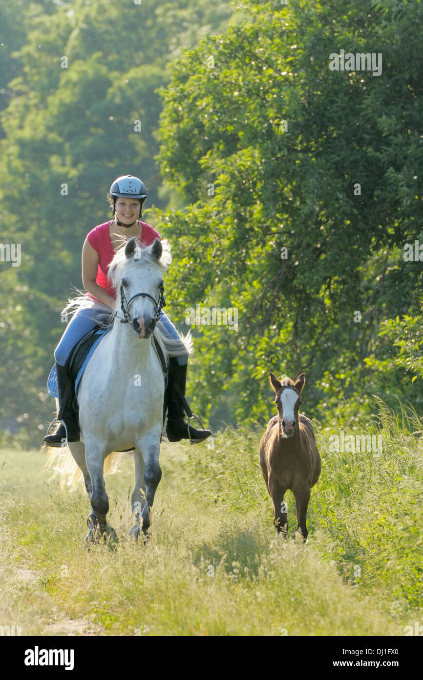 Connemara Pony Young rider back gray mare accompanied her foal ...