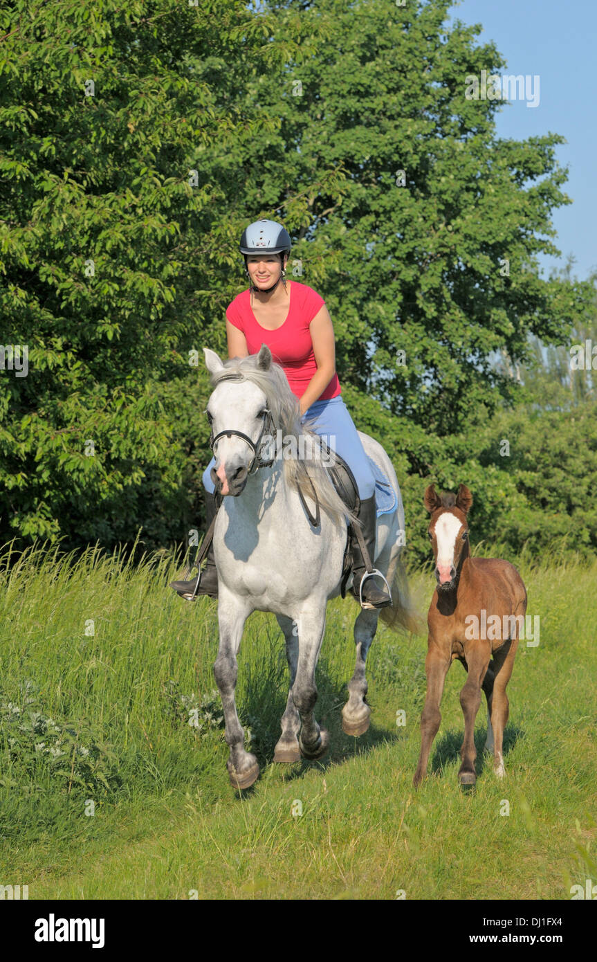 Connemara Pony Young rider back gray mare accompanied her foal ...