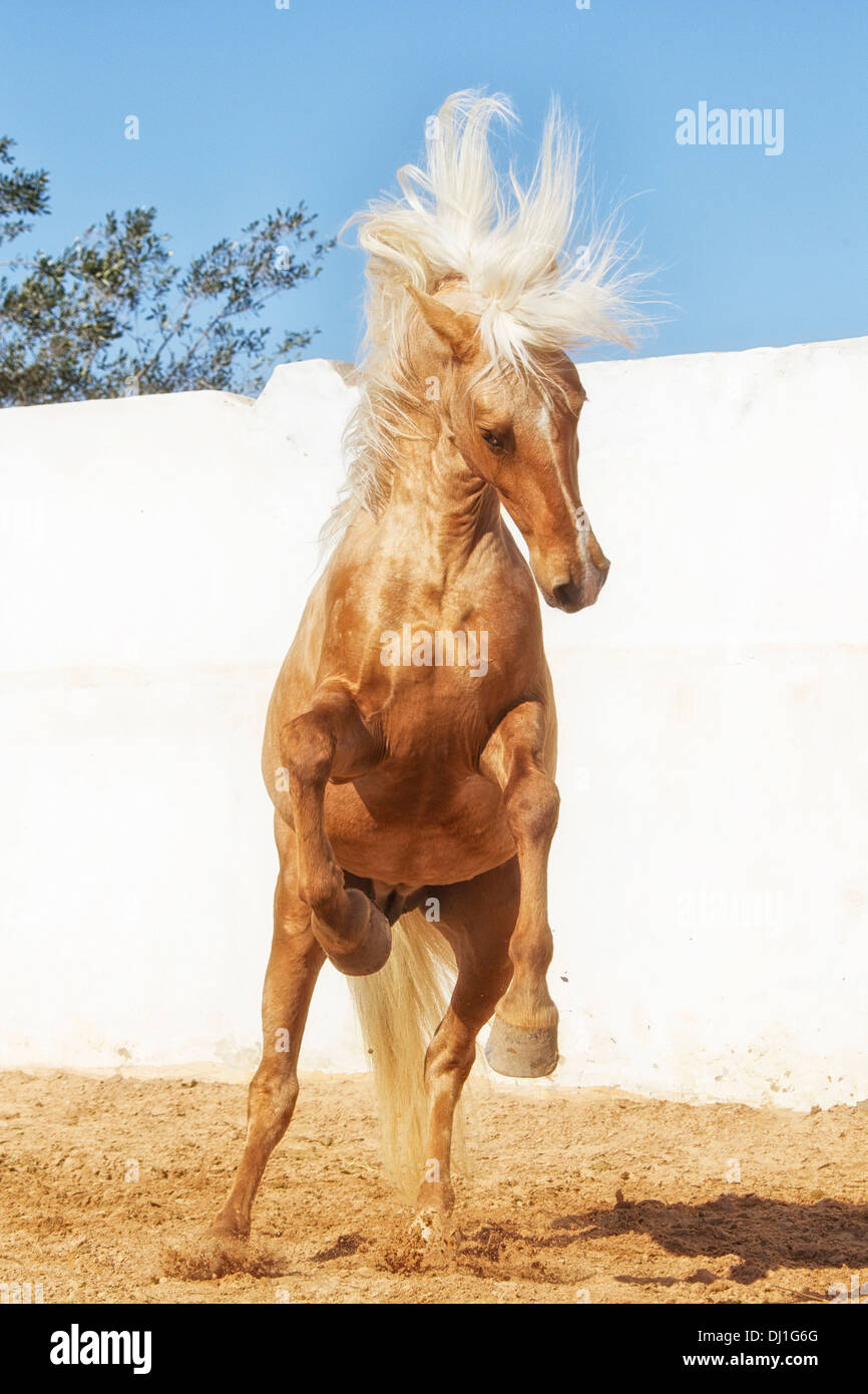 Barb Horse Palomino stallion rearing paddock Stock Photo - Alamy