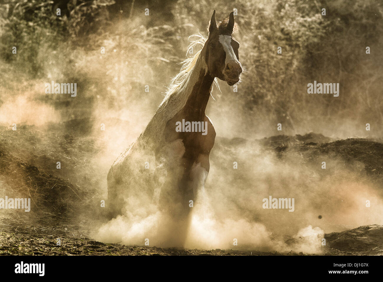 Marwari Horse Pinto mare rolling dust Stock Photo - Alamy