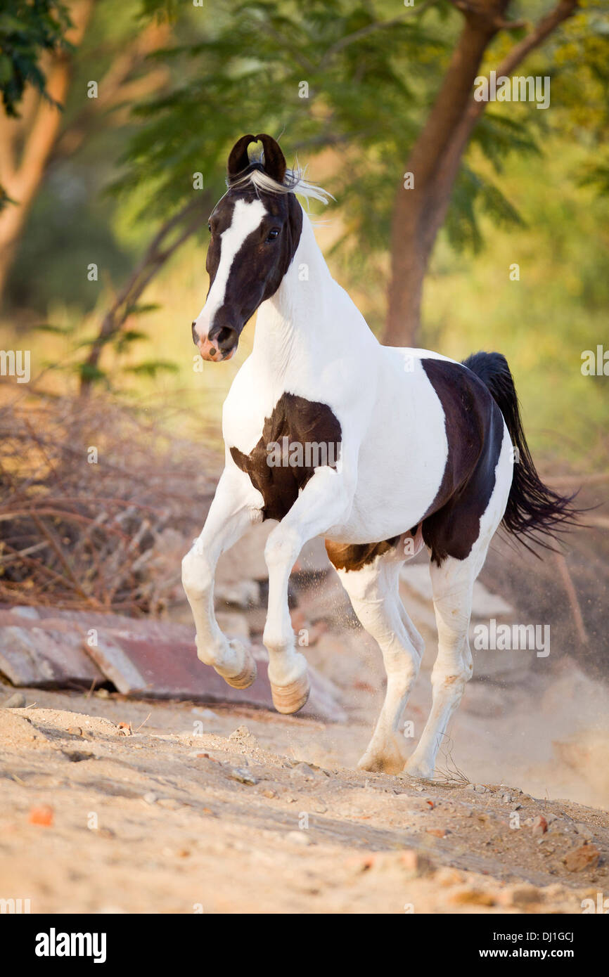 Marwari Horse Pinto mare galloping Stock Photo - Alamy