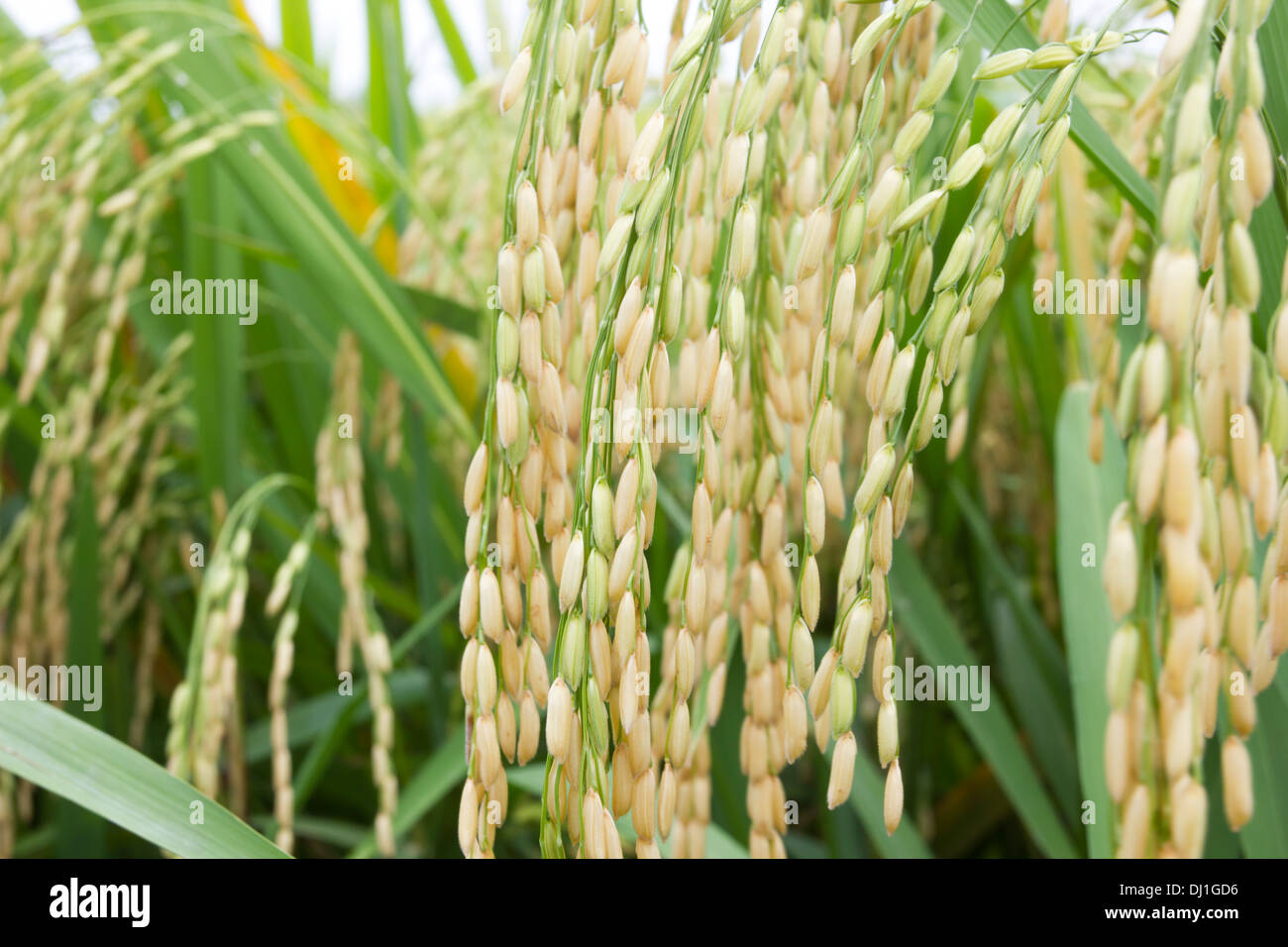 Closeup the grains of rice field near harvest Stock Photo - Alamy