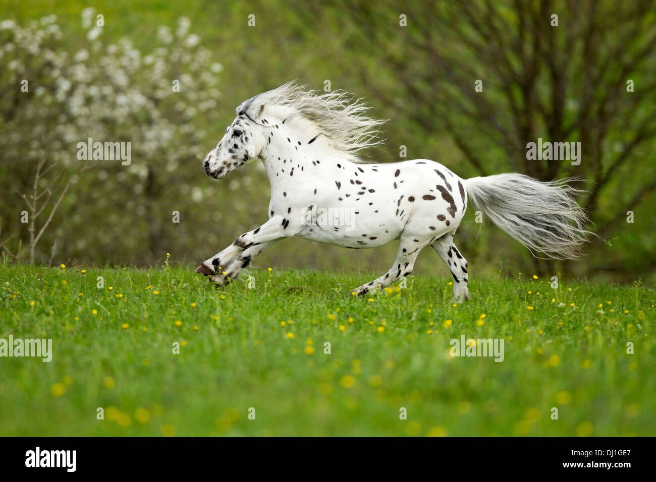 Shetland Pony Miniature Appaloosa galloping meadow Stock Photo - Alamy