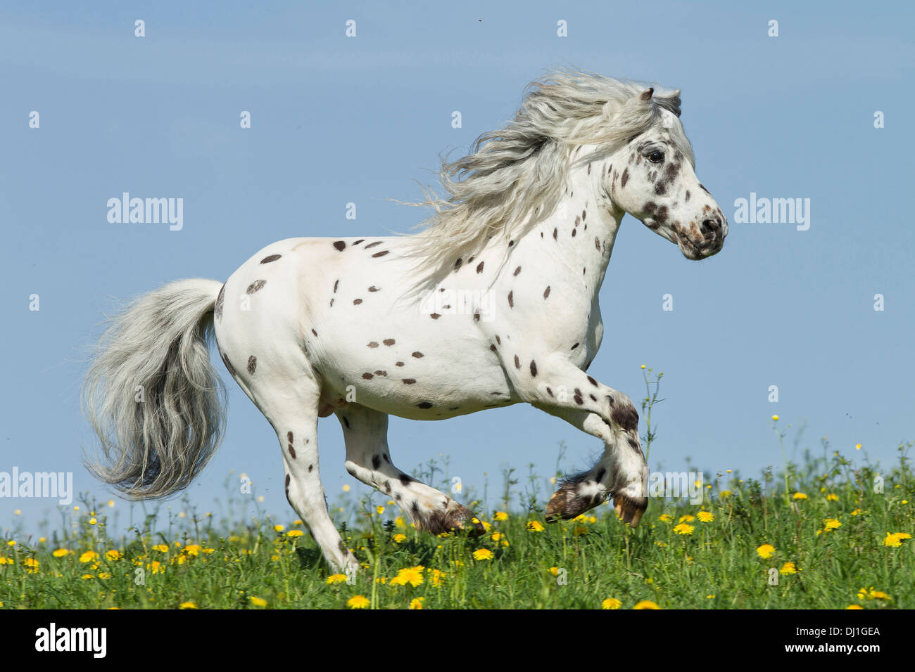 Leopard appaloosa horse galloping hi-res stock photography and images ...