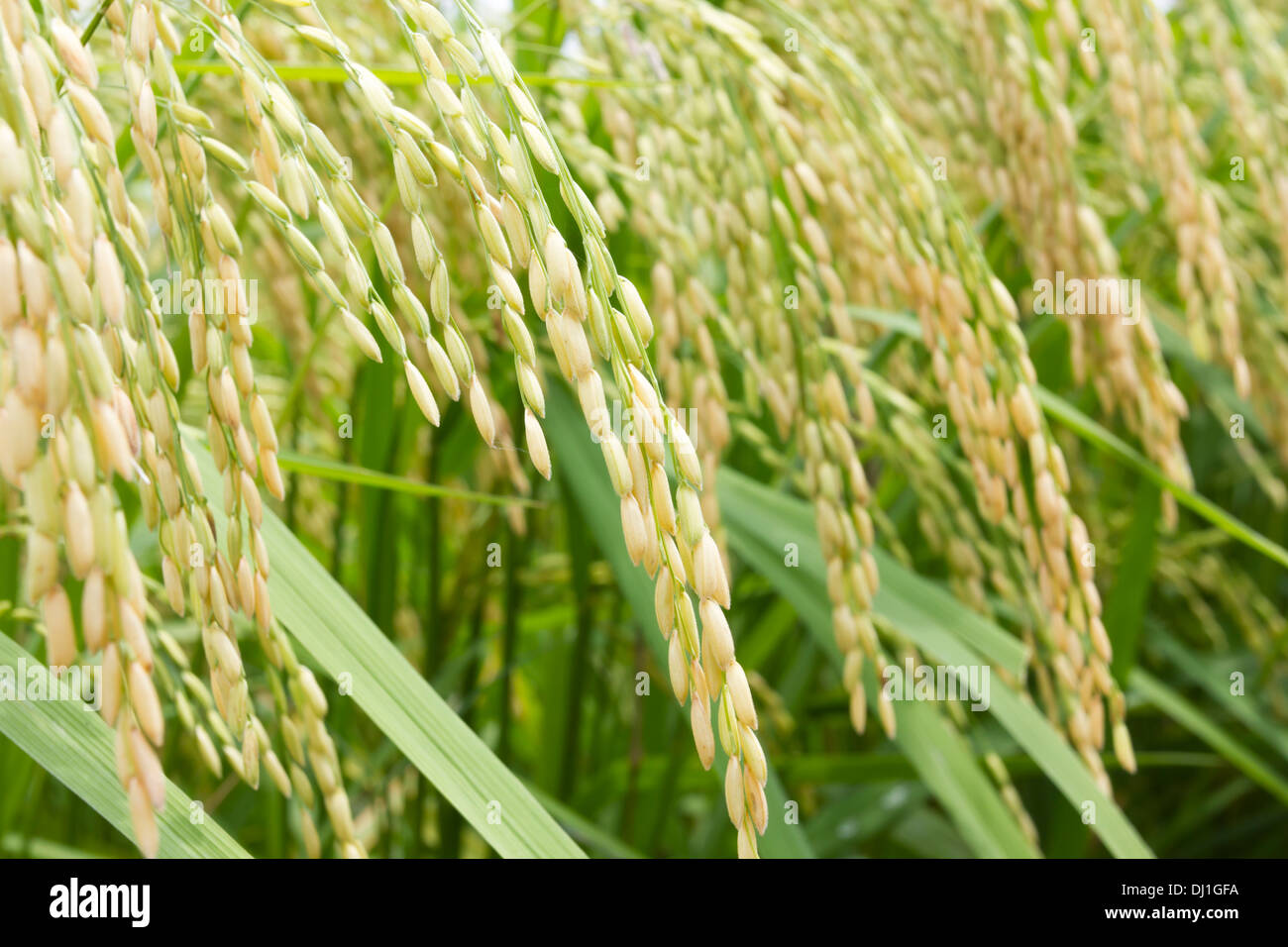 Closeup the grains of rice field near harvest Stock Photo - Alamy