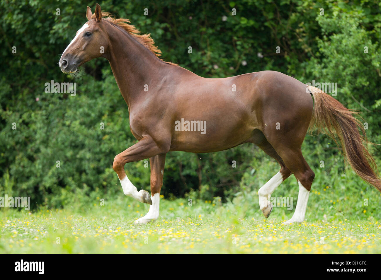 Oldenburg Horse Chestnut adult trotting flowering meadow Stock Photo ...