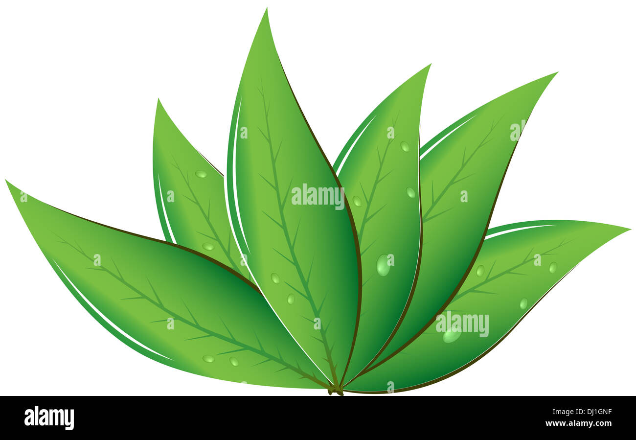 Tea leaves Vector illustration Stock Photo - Alamy
