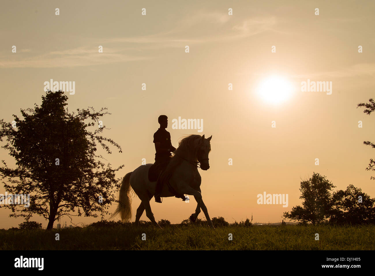Pure Spanish Horse Andalusian Rider Frank Guenther gray horse trot ...