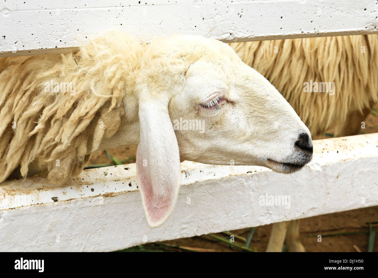 Fat sheep hi-res stock photography and images - Alamy