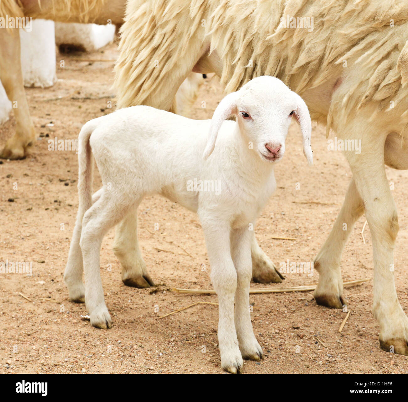 Innocent lamb hi-res stock photography and images - Alamy