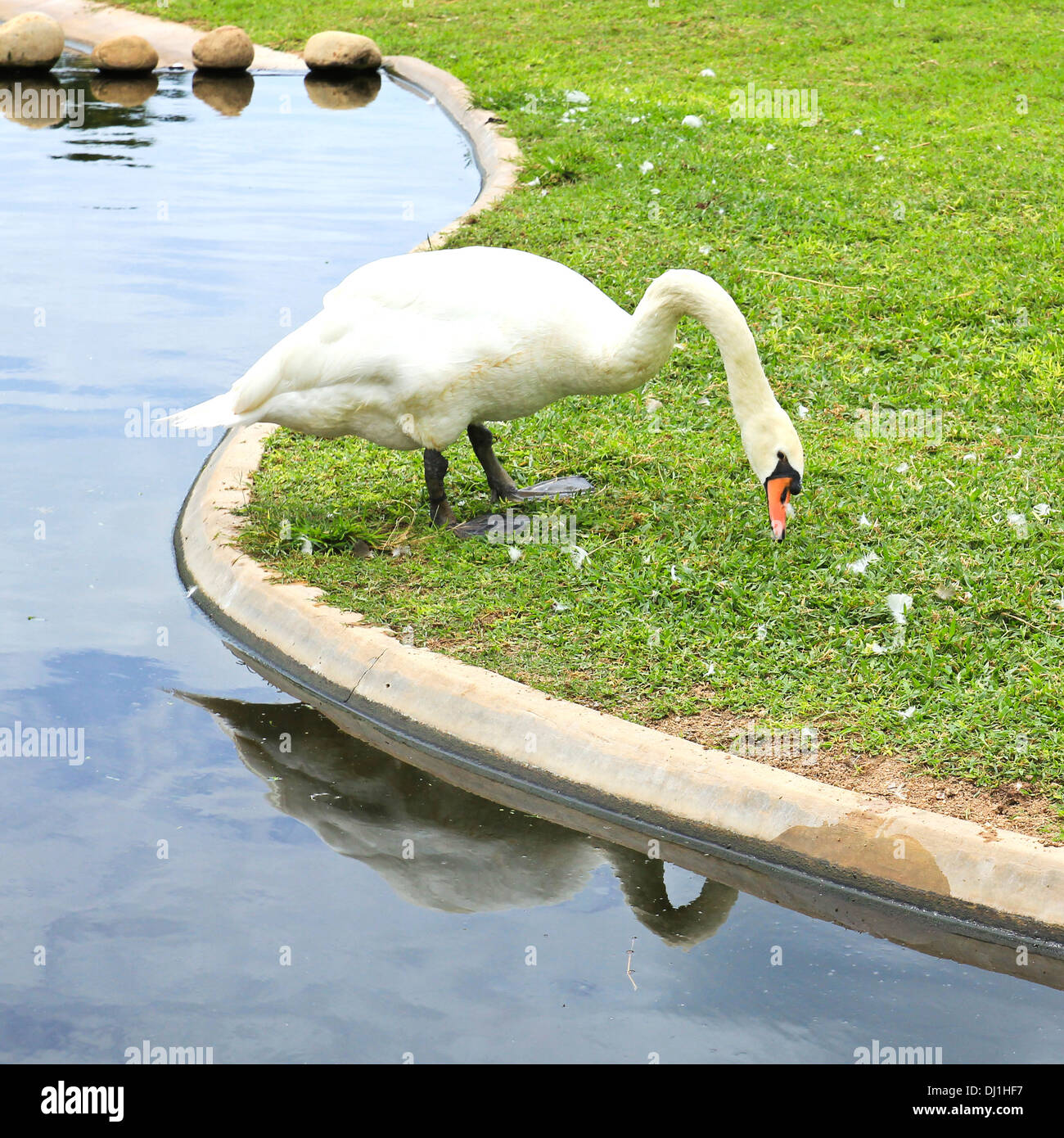 Swan eating hi-res stock photography and images - Alamy