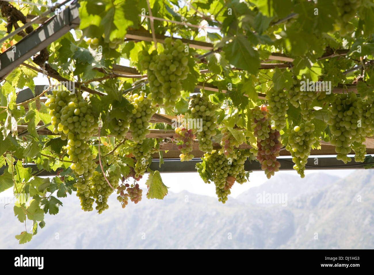 Overhead grapevine hi-res stock photography and images - Alamy