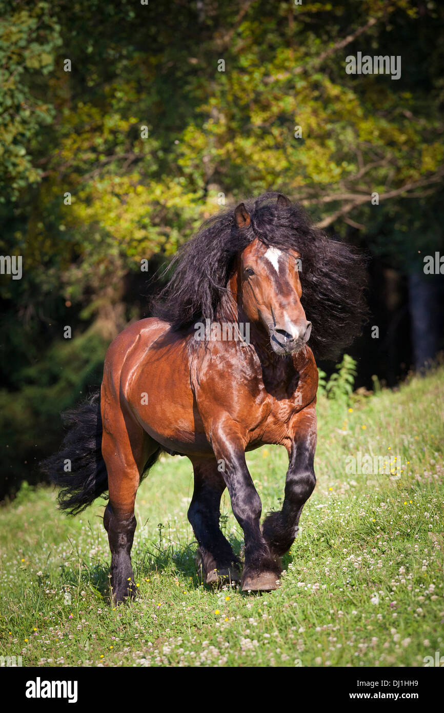 Rhenish-German Cold-Blood Bay stallion galloping pasture Stock Photo ...