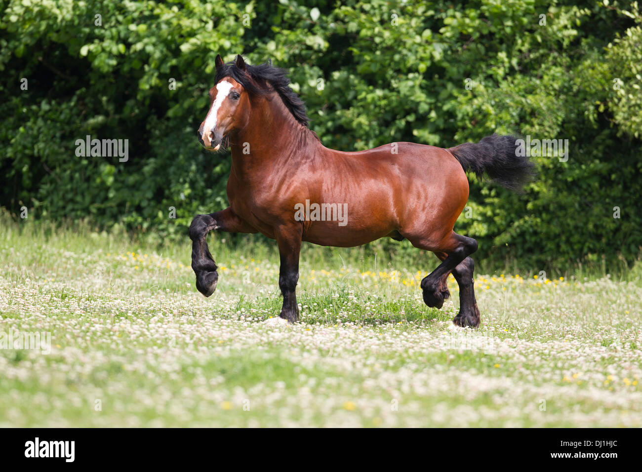Welsh Cob Bay stallion trotting pasture Stock Photo - Alamy