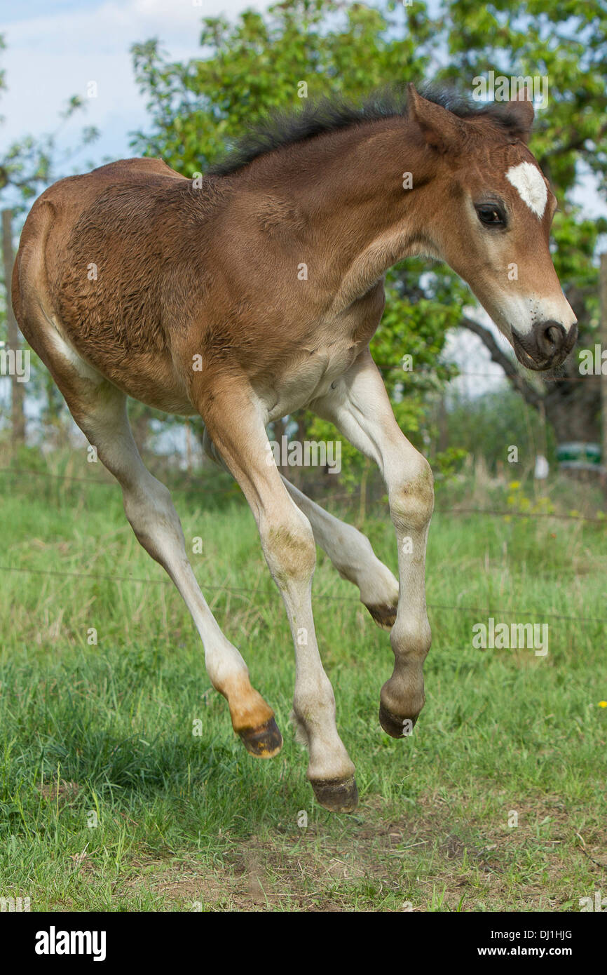 Welsh pony section d hi-res stock photography and images - Alamy