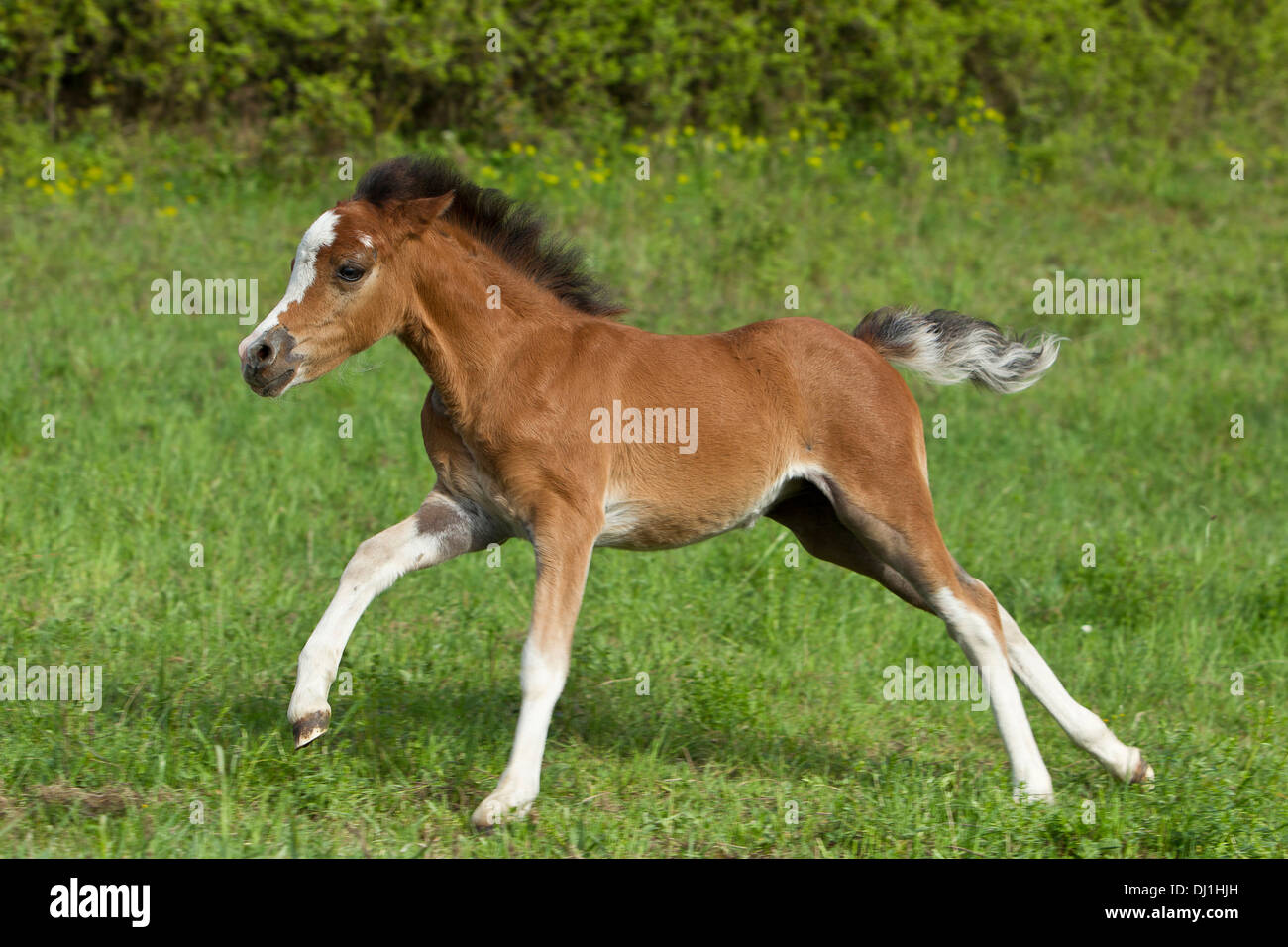 Welsh Cob Section D Foal galloping pasture Stock Photo - Alamy