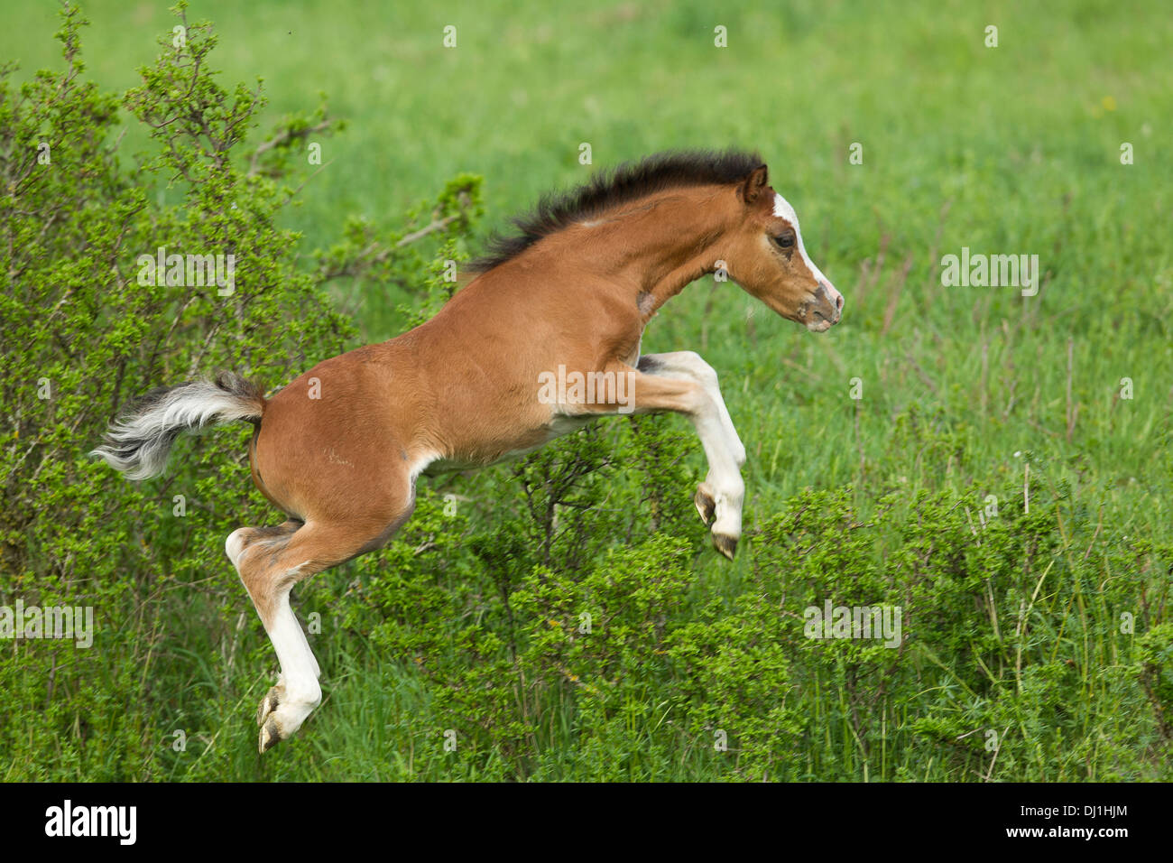 Welsh Cob Section D Foal jumping pasture Stock Photo - Alamy