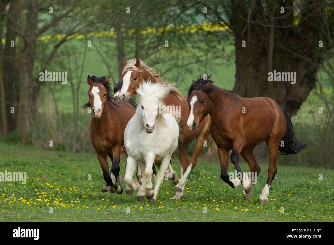 Welsh Pony Five young stallions galloping pasture Stock Photo - Alamy
