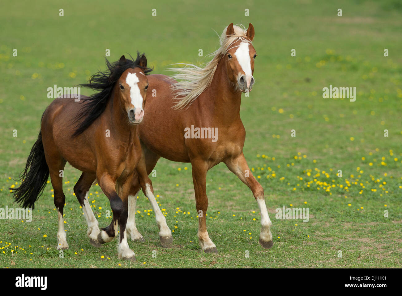 Welsh Pony Two young stallions trotting pasture Stock Photo - Alamy