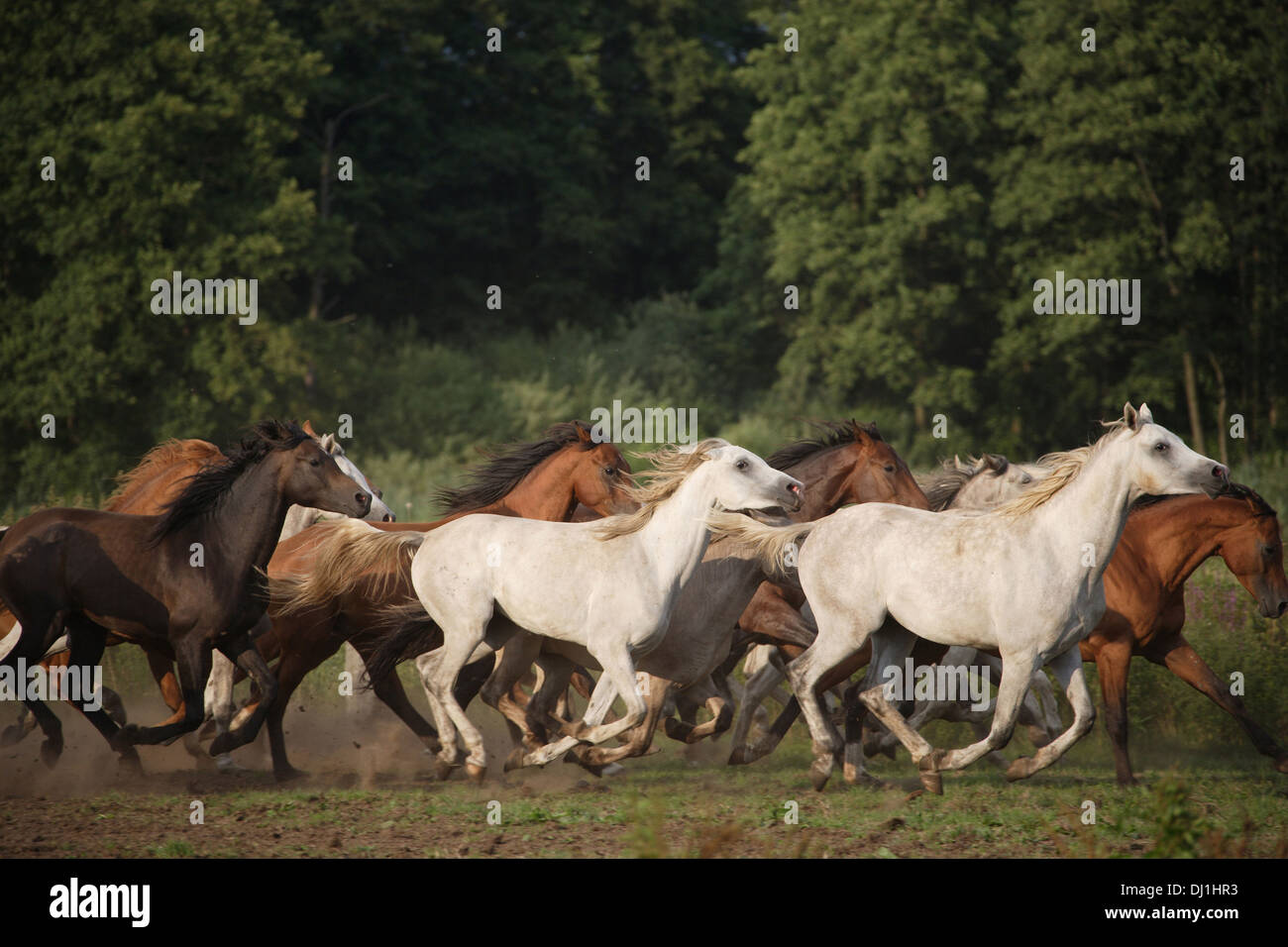 Arab horse arabian horse herd hi-res stock photography and images - Alamy