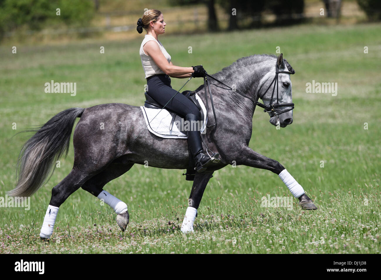 Gray Andalusian Horses