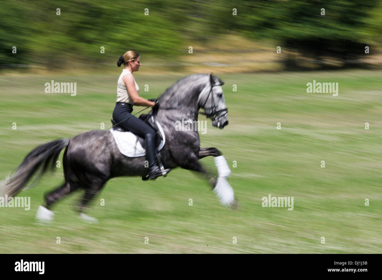 Dappled Gray Stallion High Resolution Stock Photography and Images - Alamy