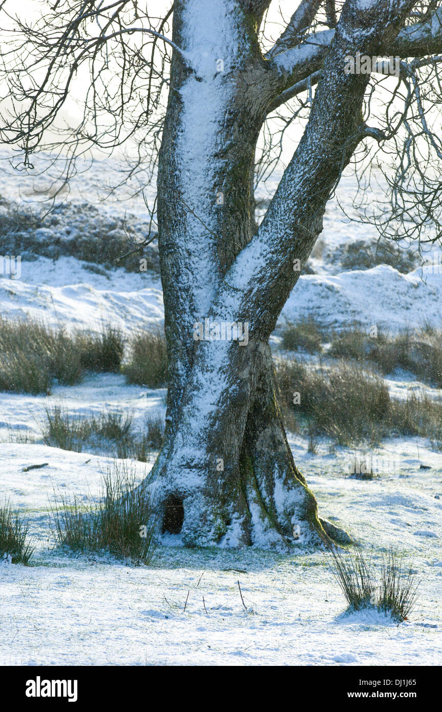 Strong frost on trees hi-res stock photography and images - Alamy