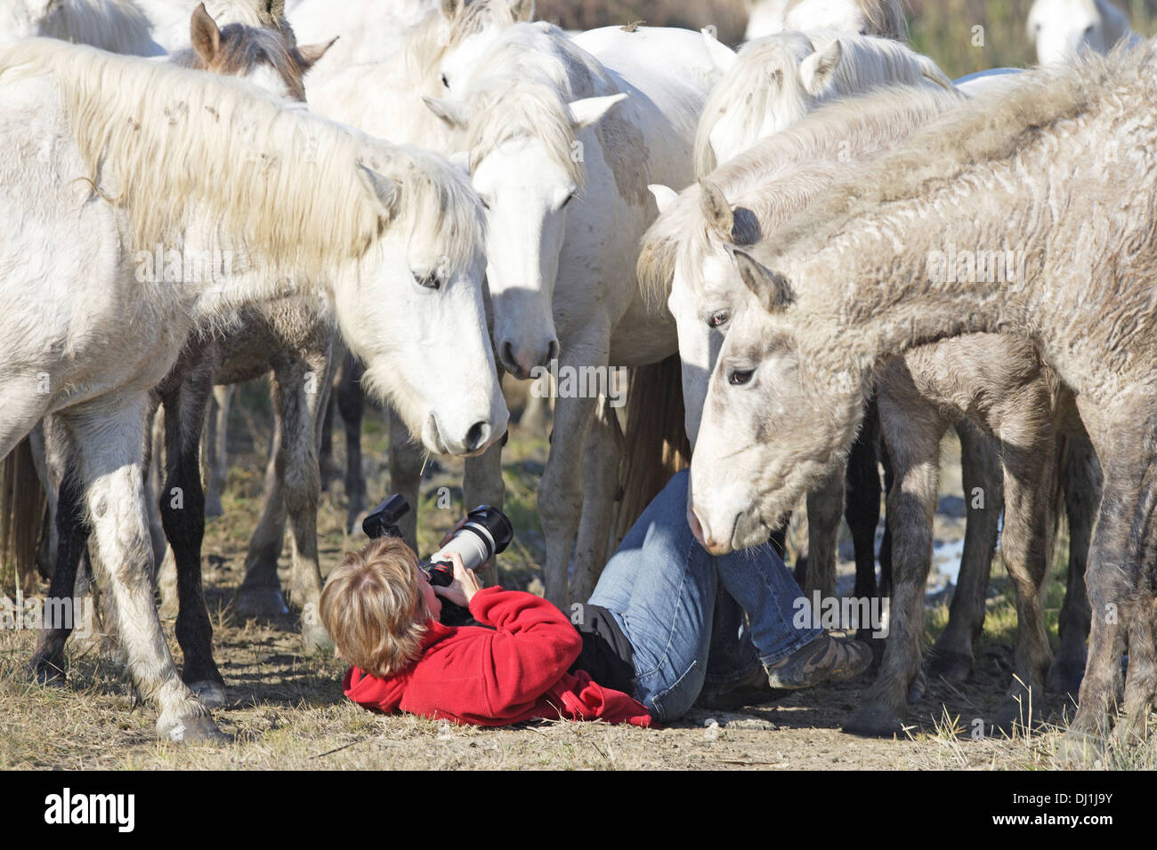 Christiane slawik horses hi-res stock photography and images - Alamy