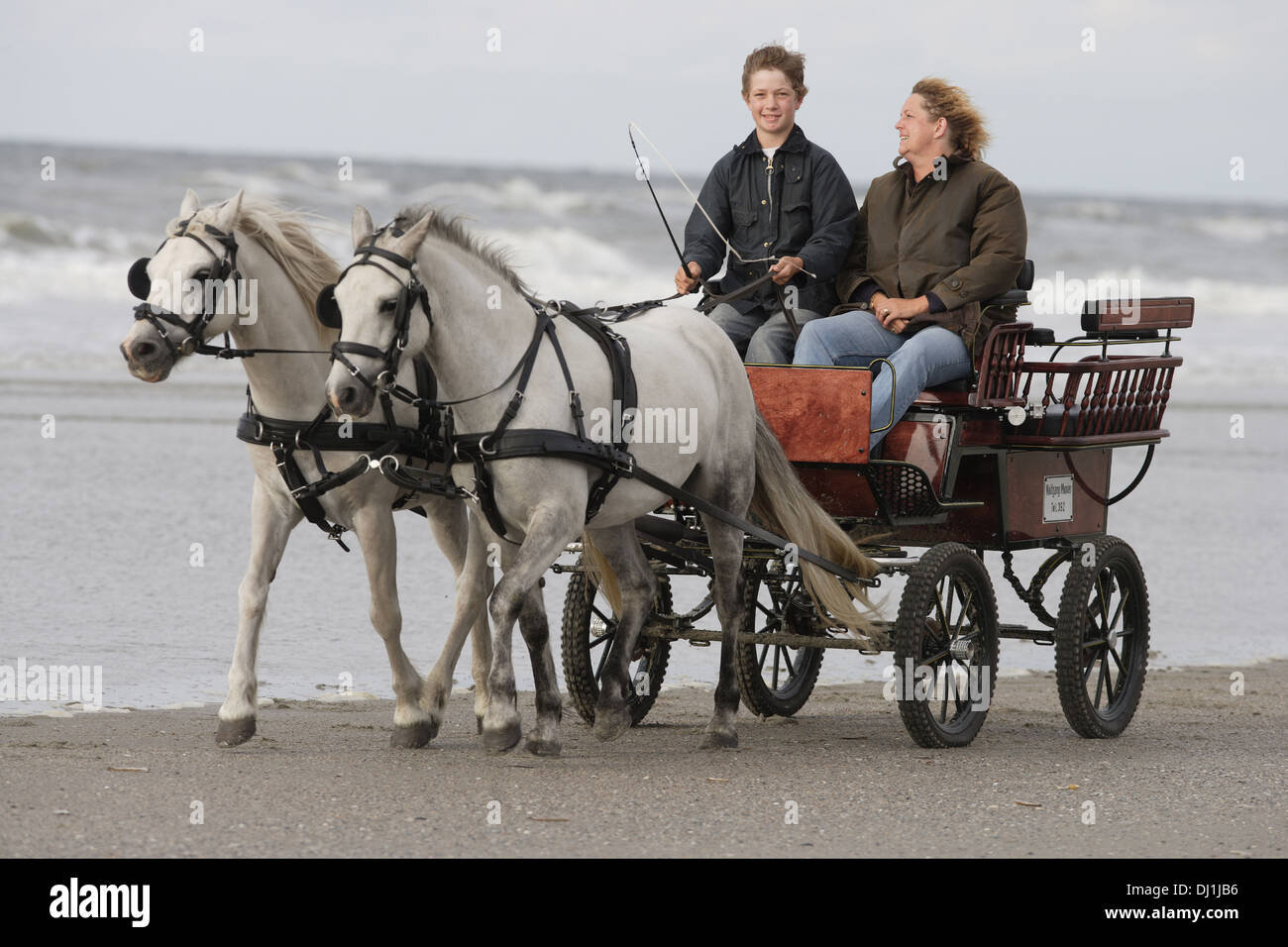 Connemara Pony. Team of two with carriage on a beach Stock Photo - Alamy