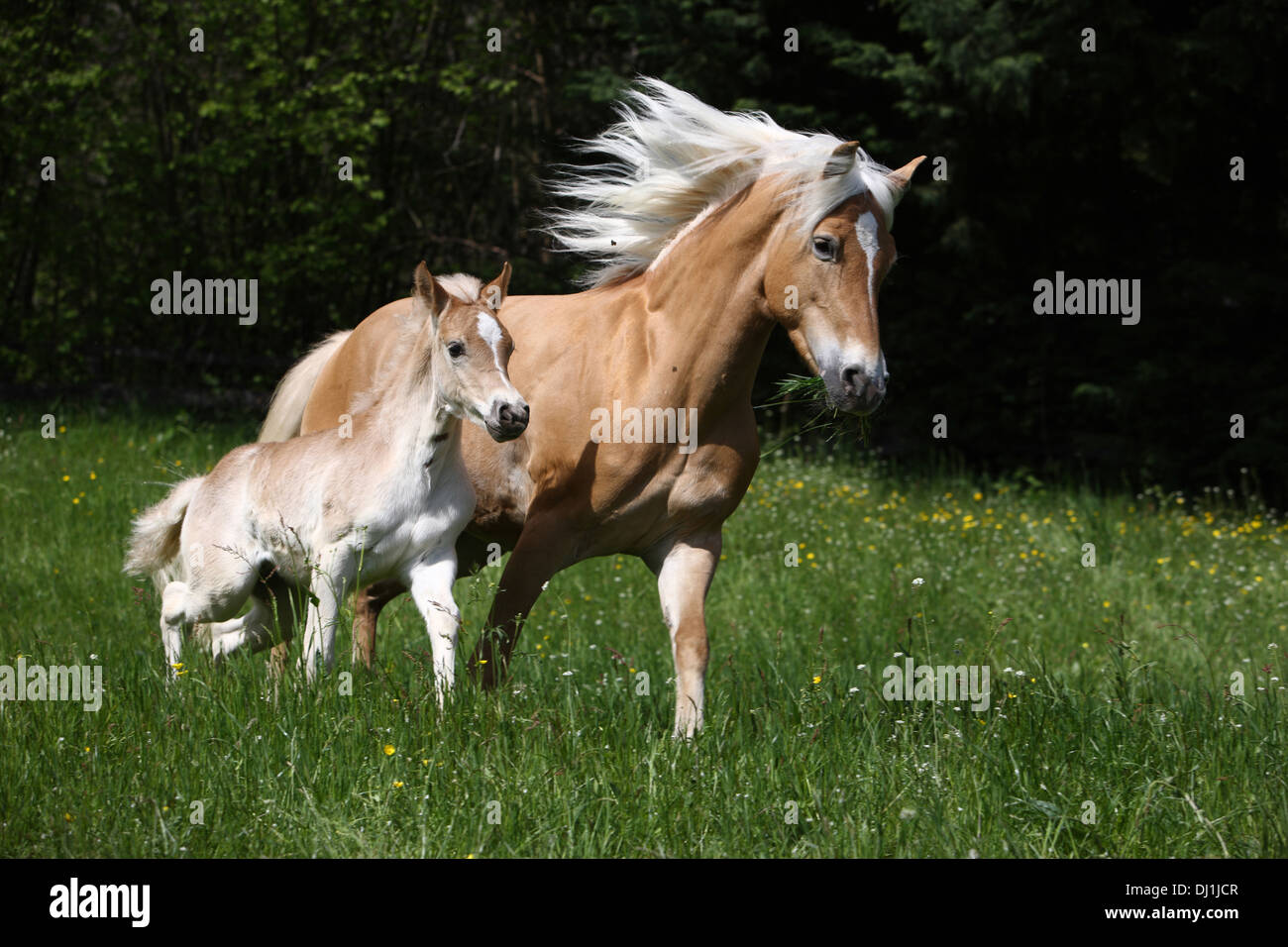 Haflinger Horse Mare foal galloping pasture Stock Photo - Alamy