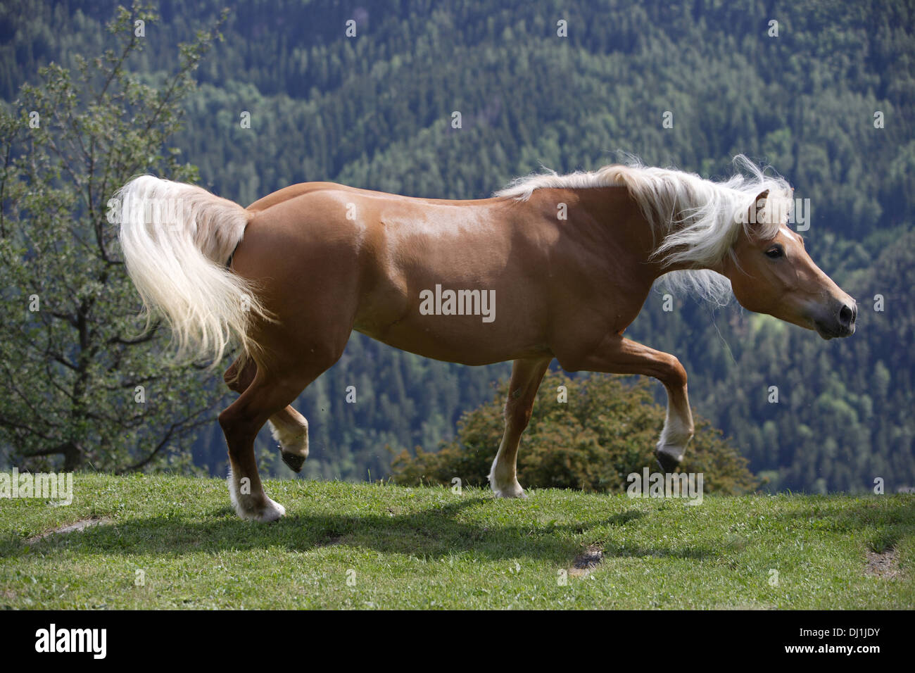 Imposing behaviour hi-res stock photography and images - Alamy