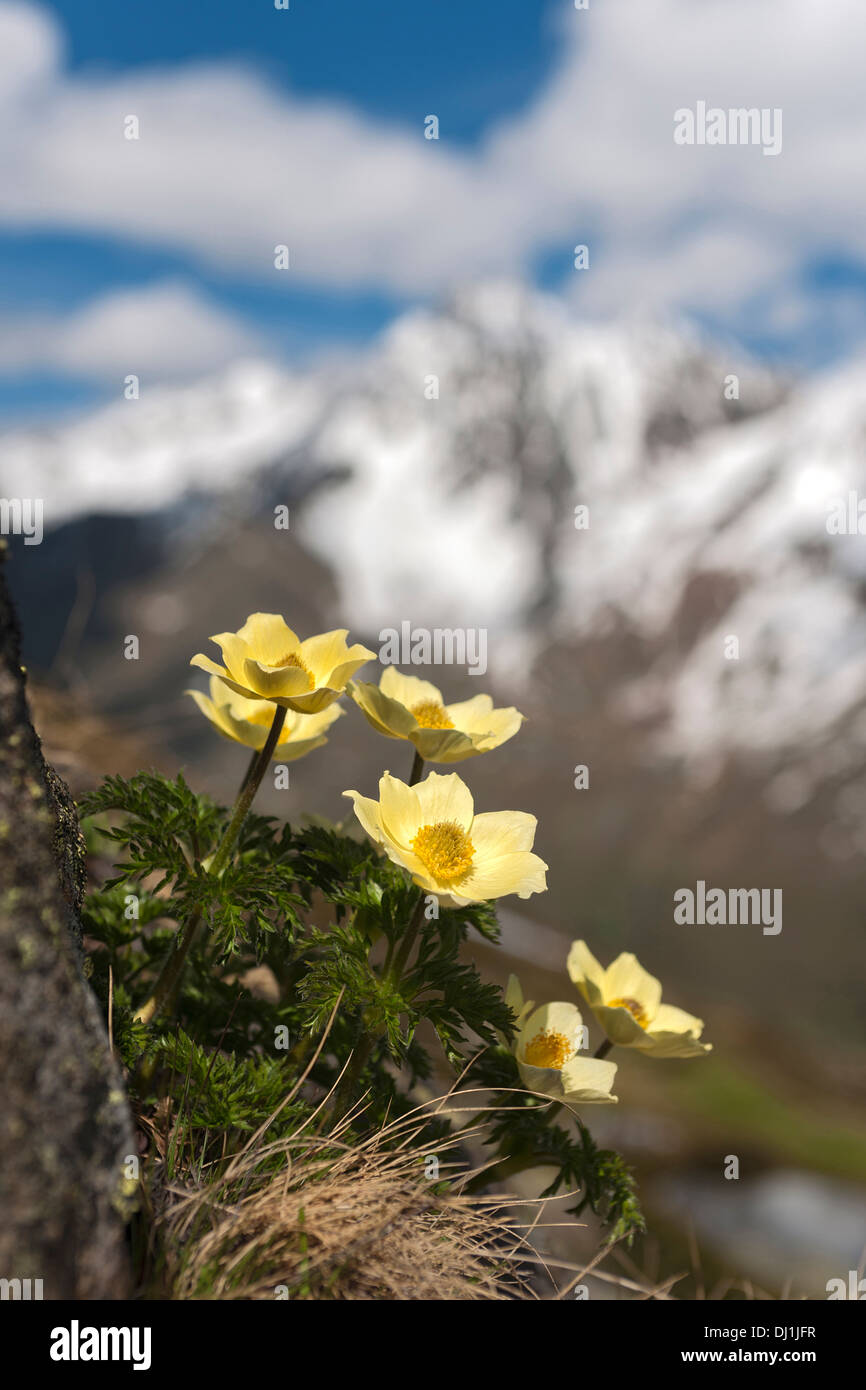 Yellow Alpine Anemone, Yellow Alpine Pasque Flower (Pulsatilla alpina ...
