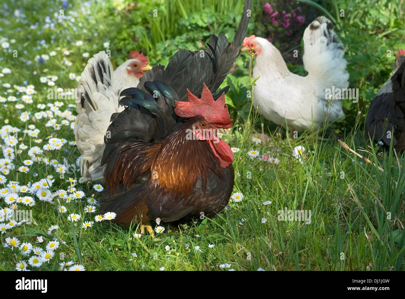 Domestic Chicken Japanese Bantam Chabo Gallus gallus domesticus Cock ...