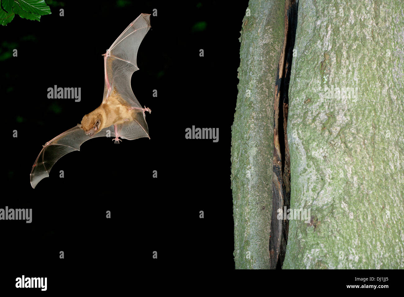 Noctule bat flying hi-res stock photography and images - Alamy