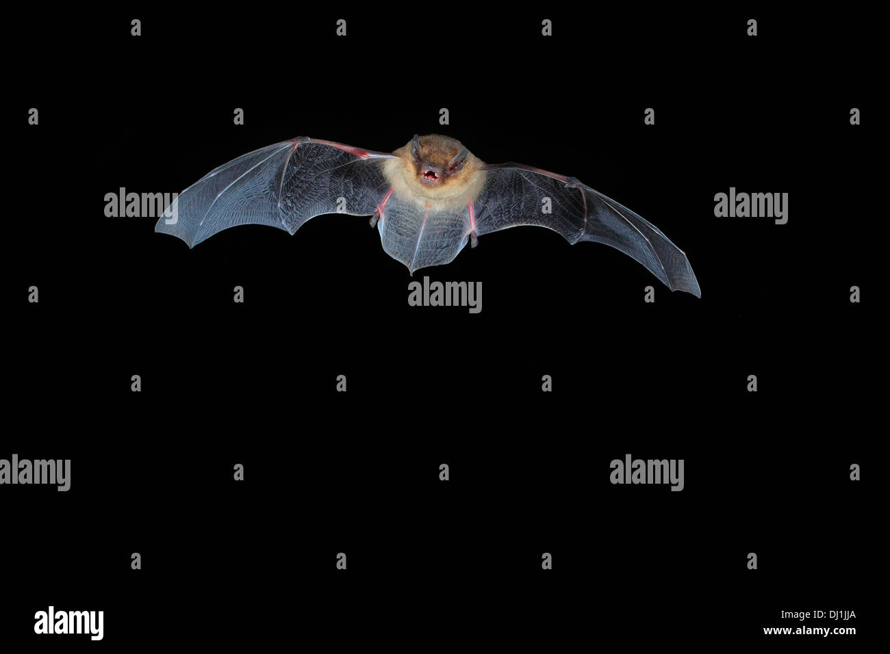 Soprano Pipistrelle (Pipistrellus pygmaeus) in flight Stock Photo - Alamy