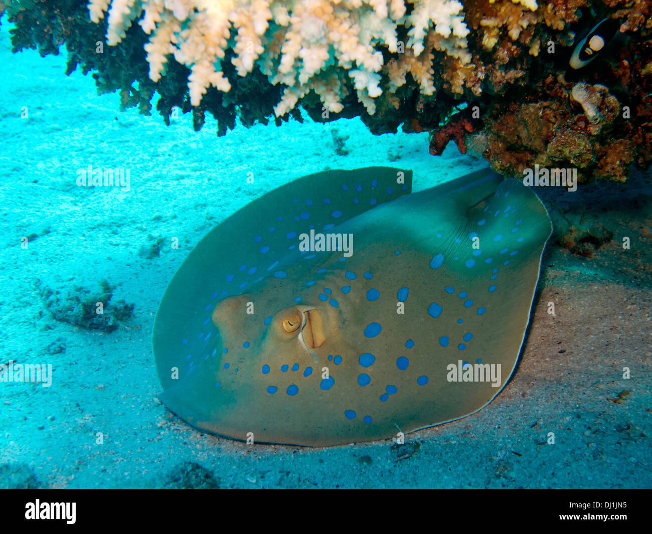 Stingray neotrygon kuhlii hi-res stock photography and images - Alamy