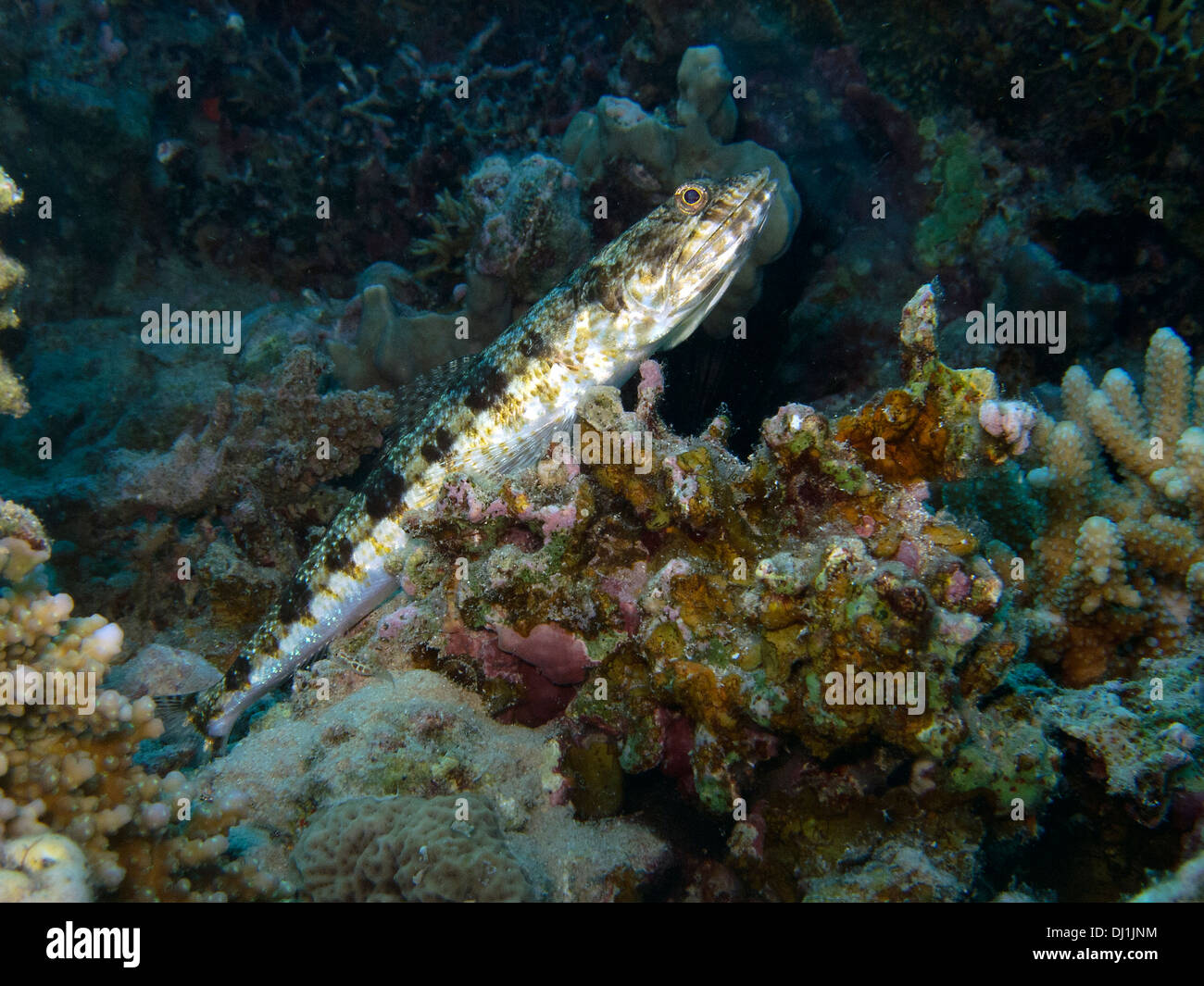 Underwater live in the Red Sea. Synodus binotatus ( Two-spot lizard ...