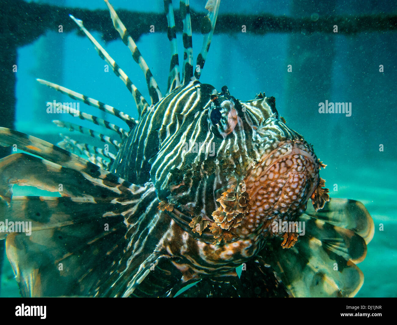 Underwater live in the Red Sea. Scorpaenidae (Scorpionfish Stock Photo ...