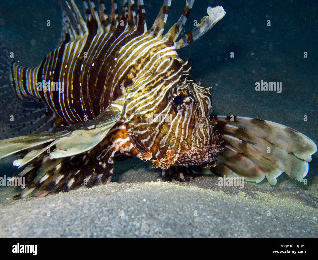 Underwater live in the Red Sea. Scorpaenidae (Scorpionfish Stock Photo ...