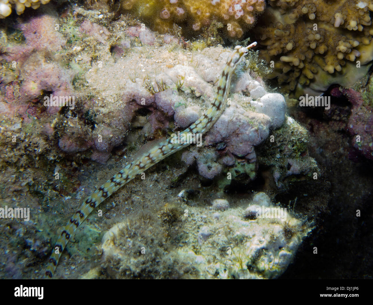 Underwater live in the Red Sea. Syngnathinae (Pipefish Stock Photo - Alamy
