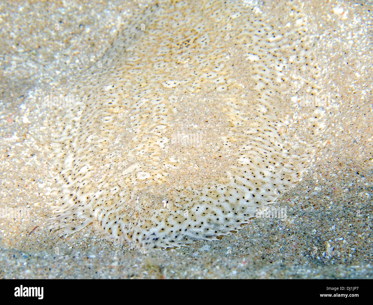 Underwater live in the Red Sea. Bothus pantherinus ( leopard flounder ...