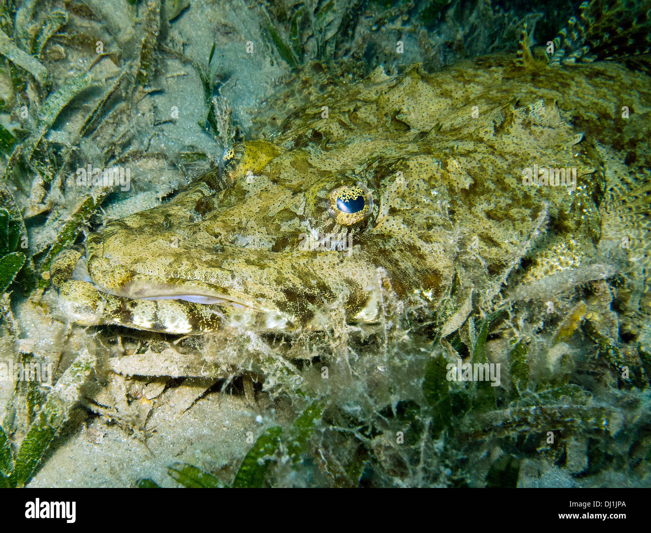 Underwater live in the Red Sea. Platycephalidae (Crocodilefish Stock ...