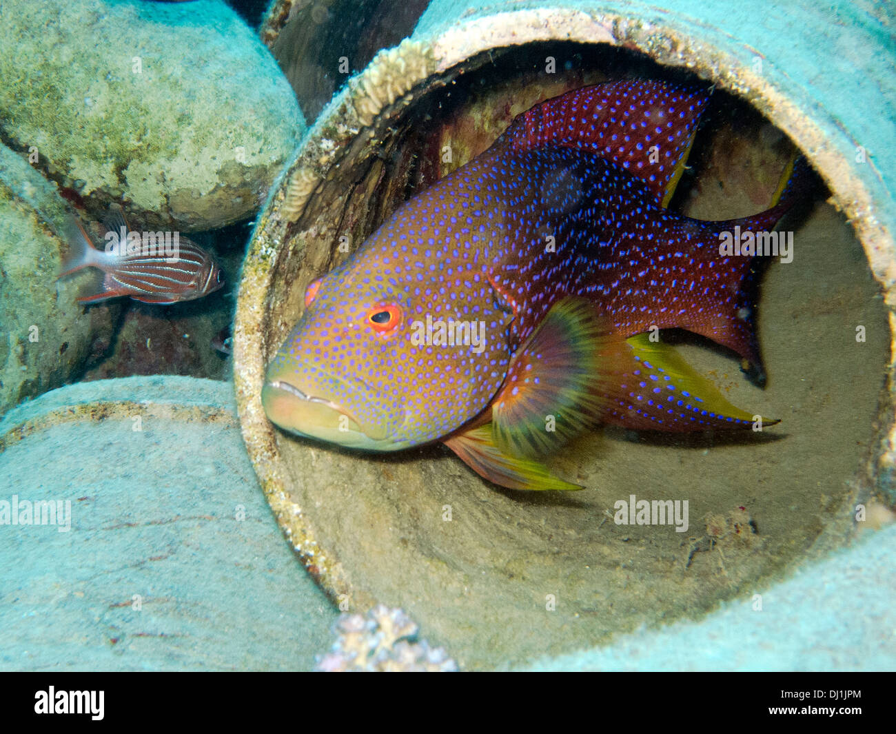 Underwater live in the Red Sea. Red Mouth Grouper Stock Photo - Alamy