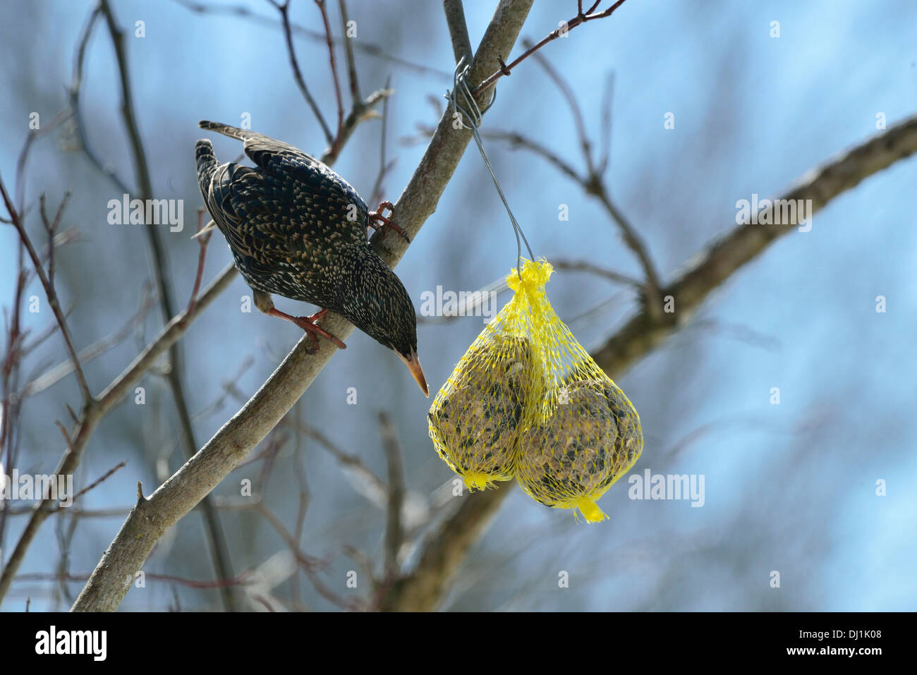 Fat bird eating hi-res stock photography and images - Alamy